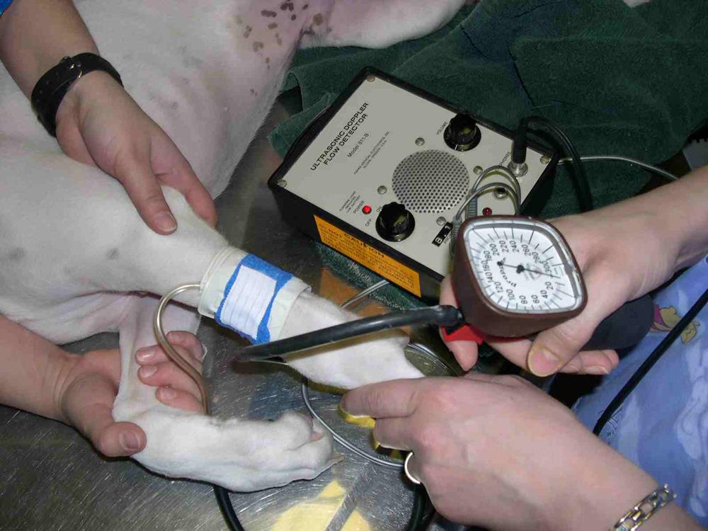 Advanced Anesthetic/Patient Monitoring | Bellevue Animal Hospital