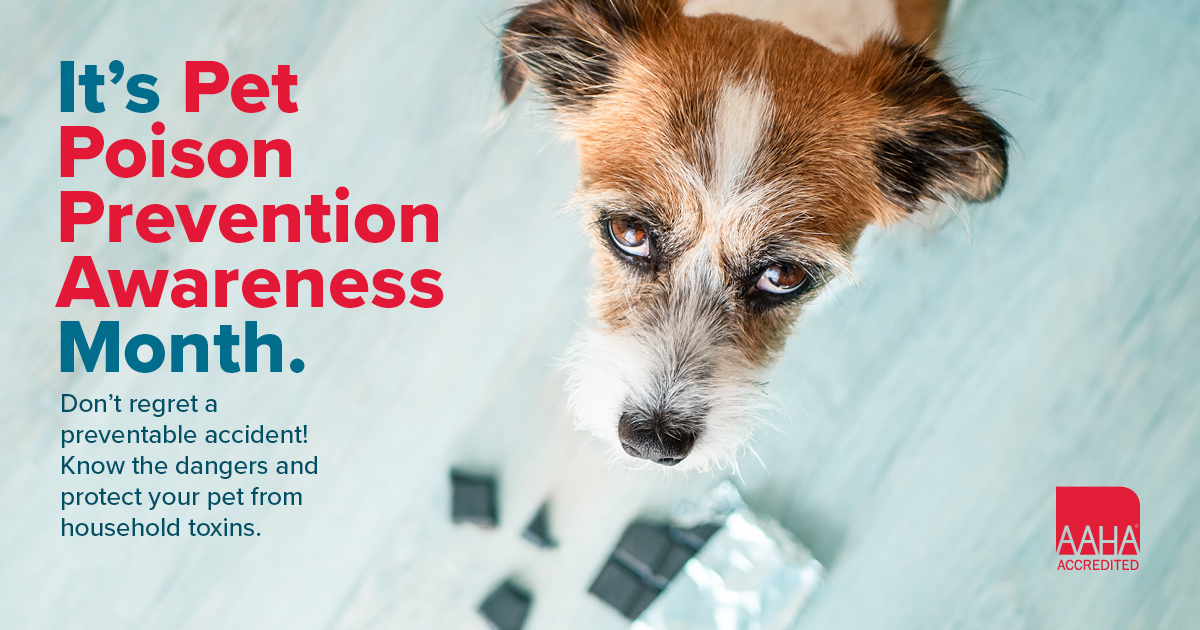 6 Tips for Preventing Pet Poisonings – Bellevue Animal Hospital